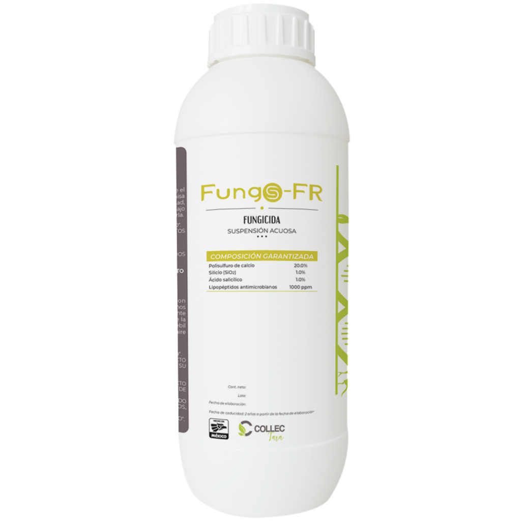 Fungo FR – Collec Tara
